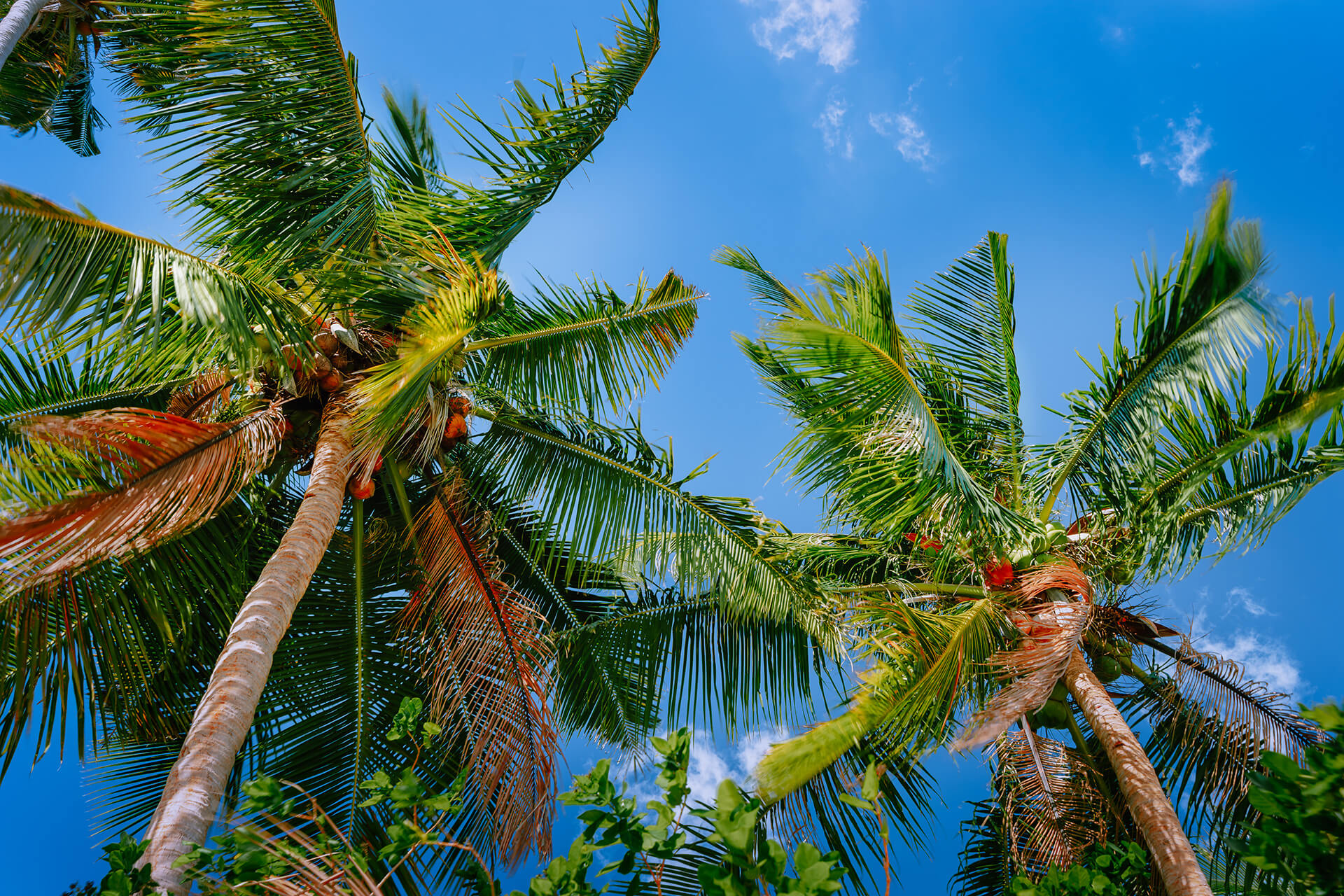 Palm Tree Treatment DG Maintenance Construction Property 